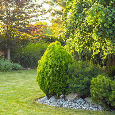 Bakker Suisse | Jardinerie en ligne | Vente de Plantes | Bakker.com