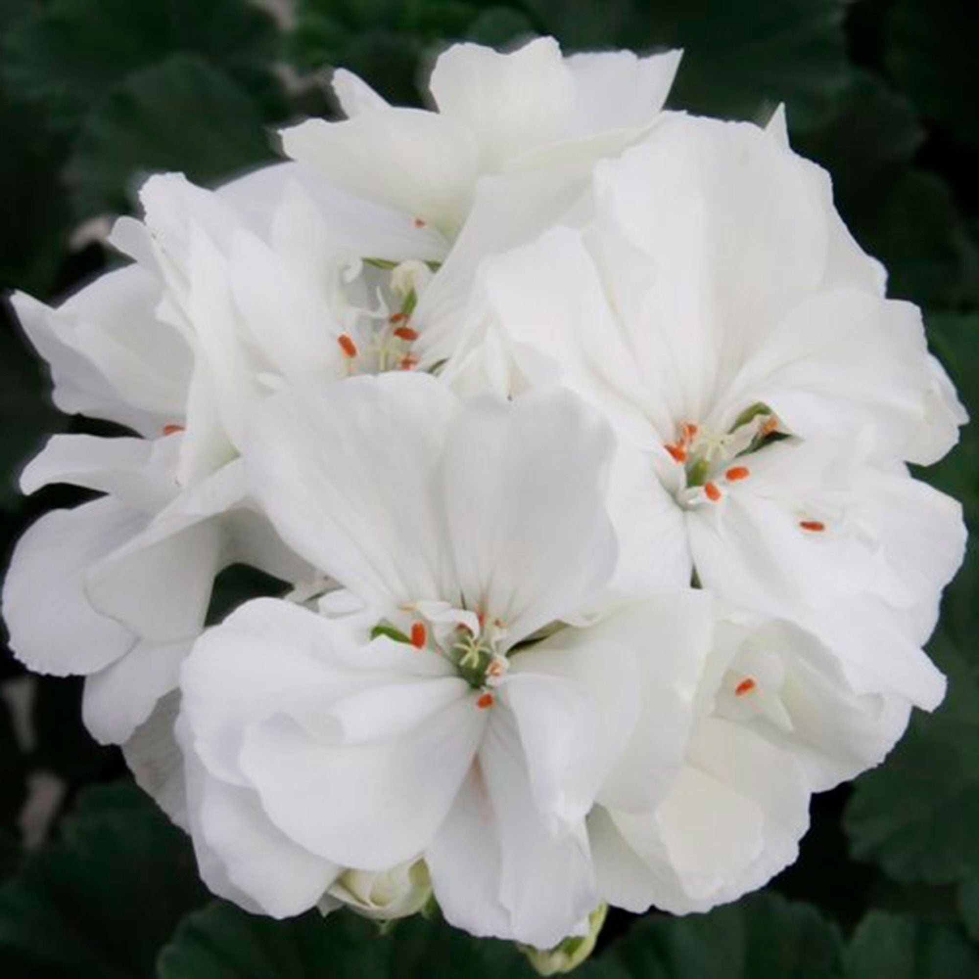 Achetez maintenant une plante en pot 3x Géranium Pelargonium 'White ...