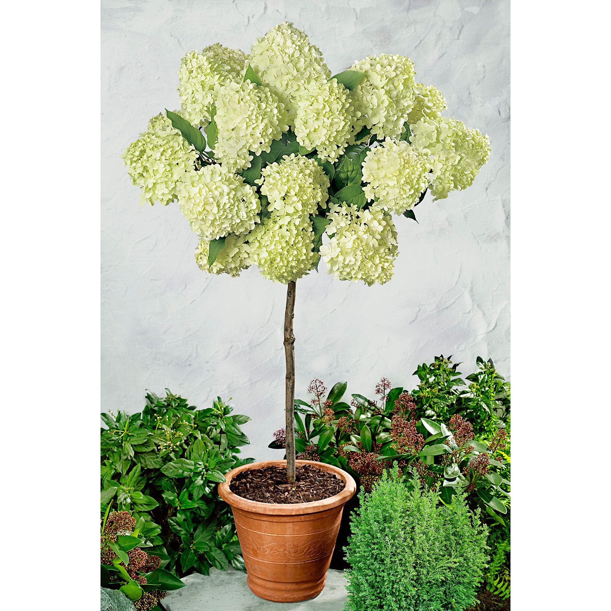 Achetez maintenant un arbuste d’ornement Hortensia Hydrangea 'Limelight ...