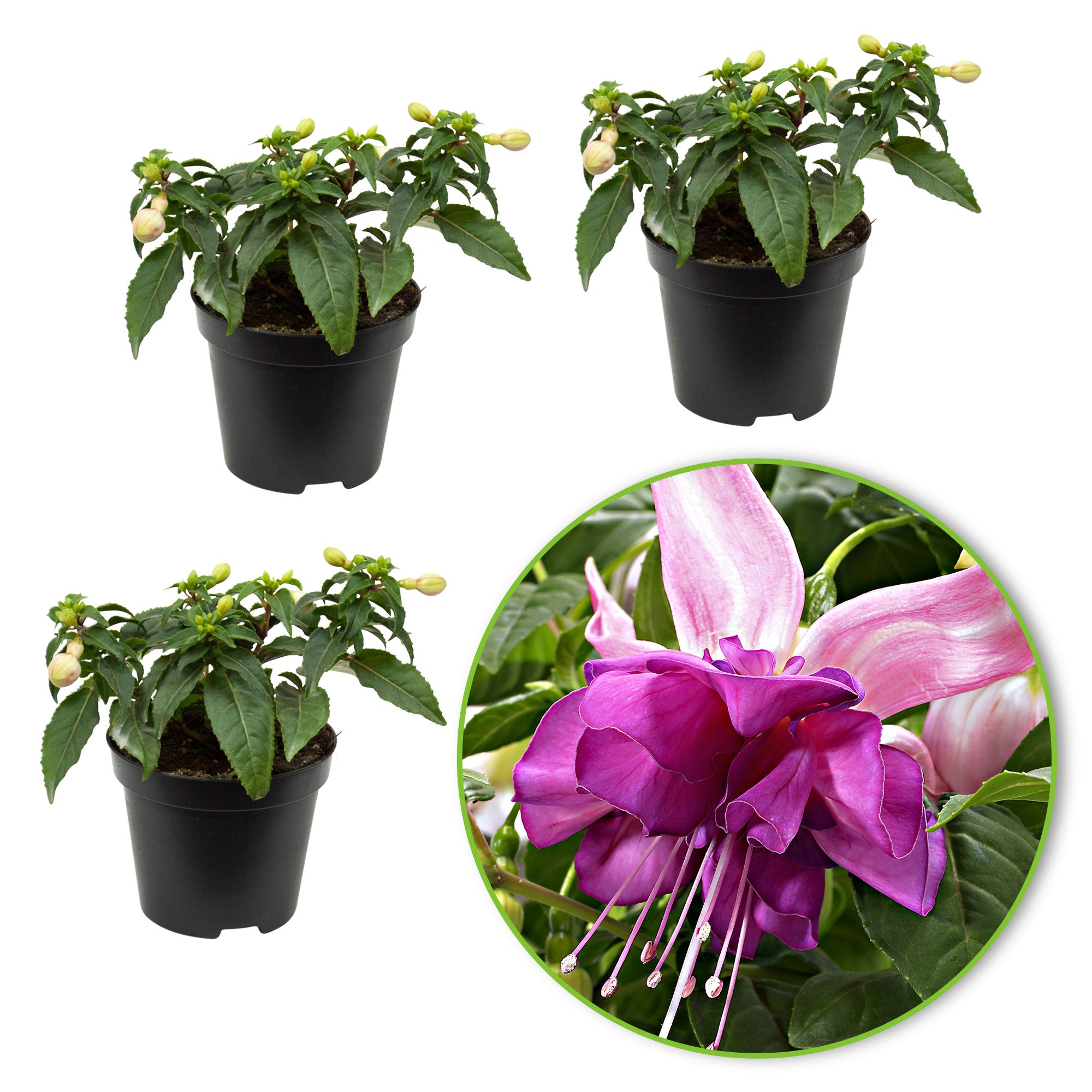 Achetez maintenant une plante annuelle 3x Doubles fleurs Fuchsia 'Bella ...