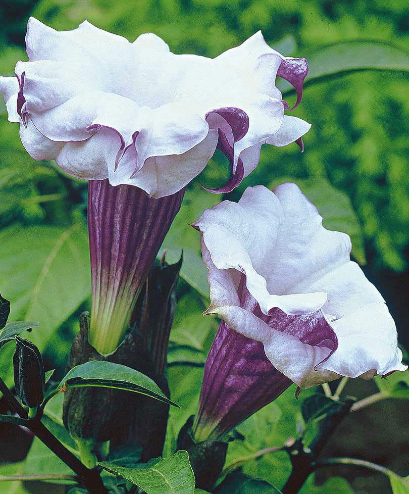 Achetez maintenant des graines de fleurs Datura 'Double Purple' Violet ...