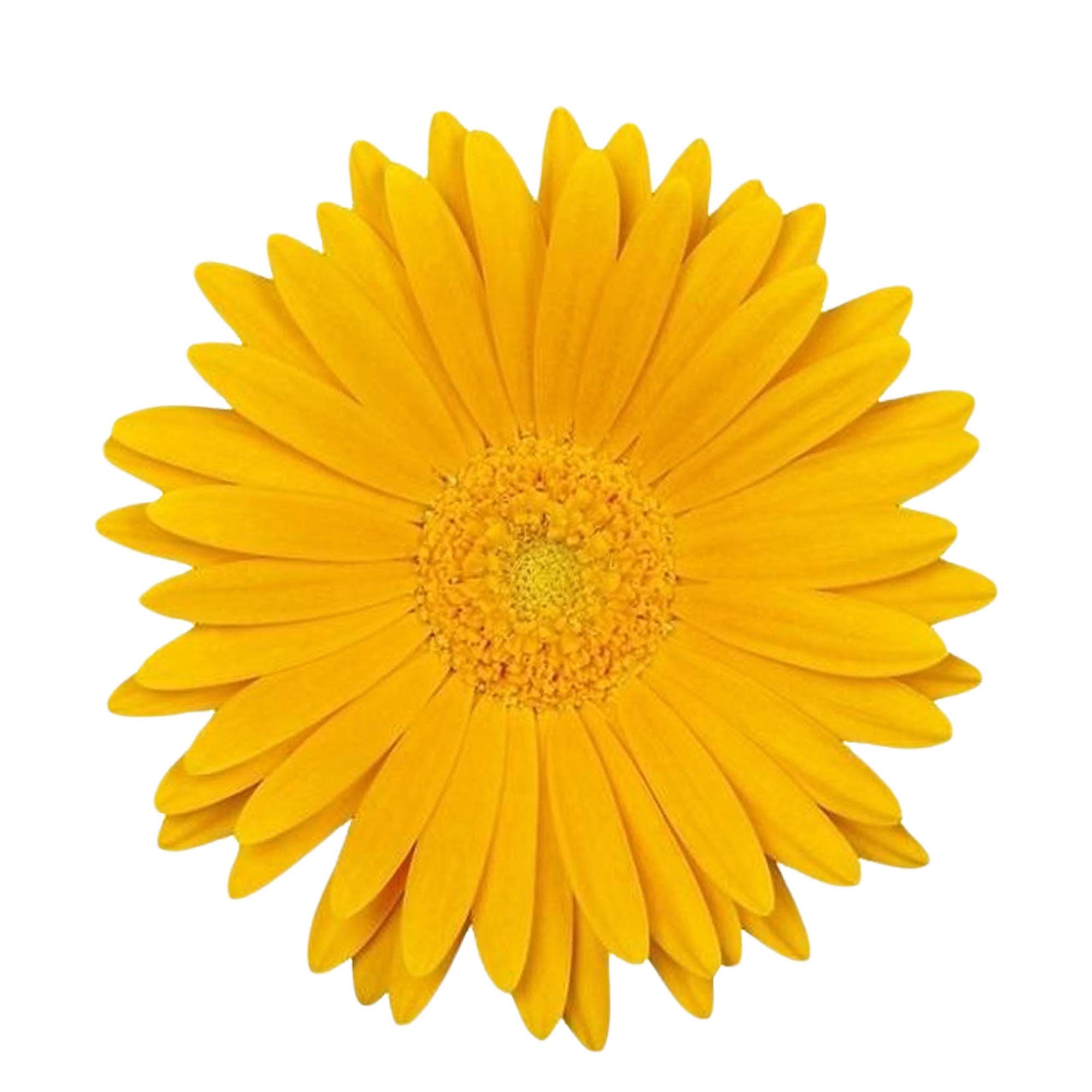 Achetez maintenant une plante vivace Gerbéra 'Garvinea' Jaune | Bakker.com