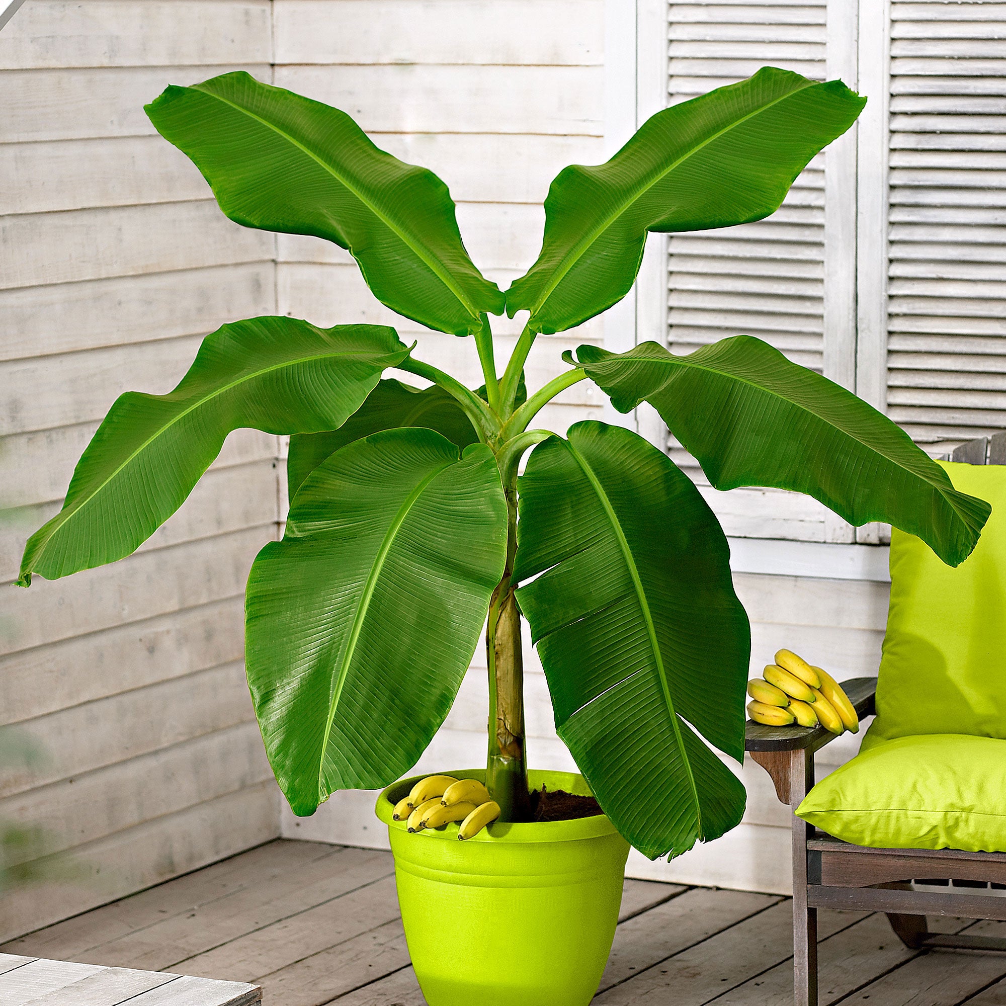 Achetez maintenant une plante d’intérieur Bananier Musa 'Cavendish ...