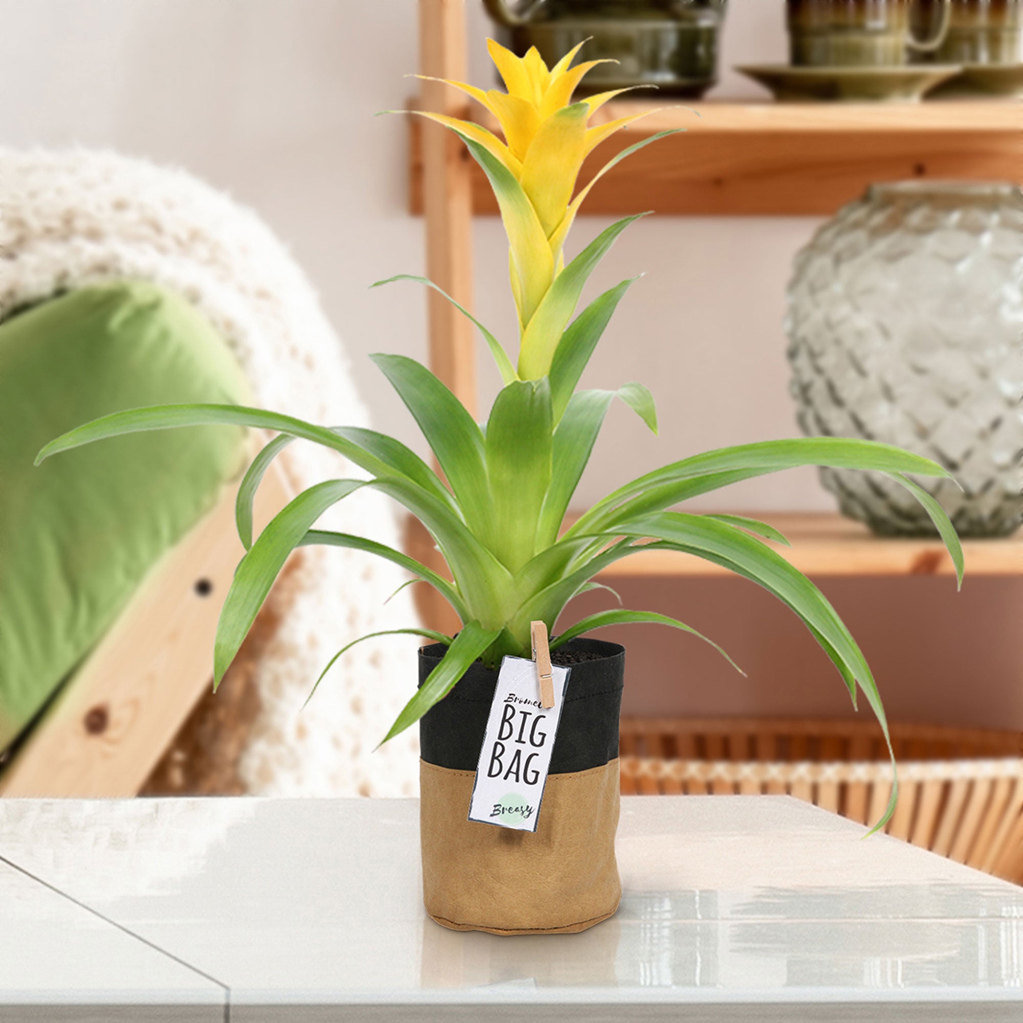 Achetez maintenant une plante d’intérieur 2x Bromélia Guzmania 'Deseo ...