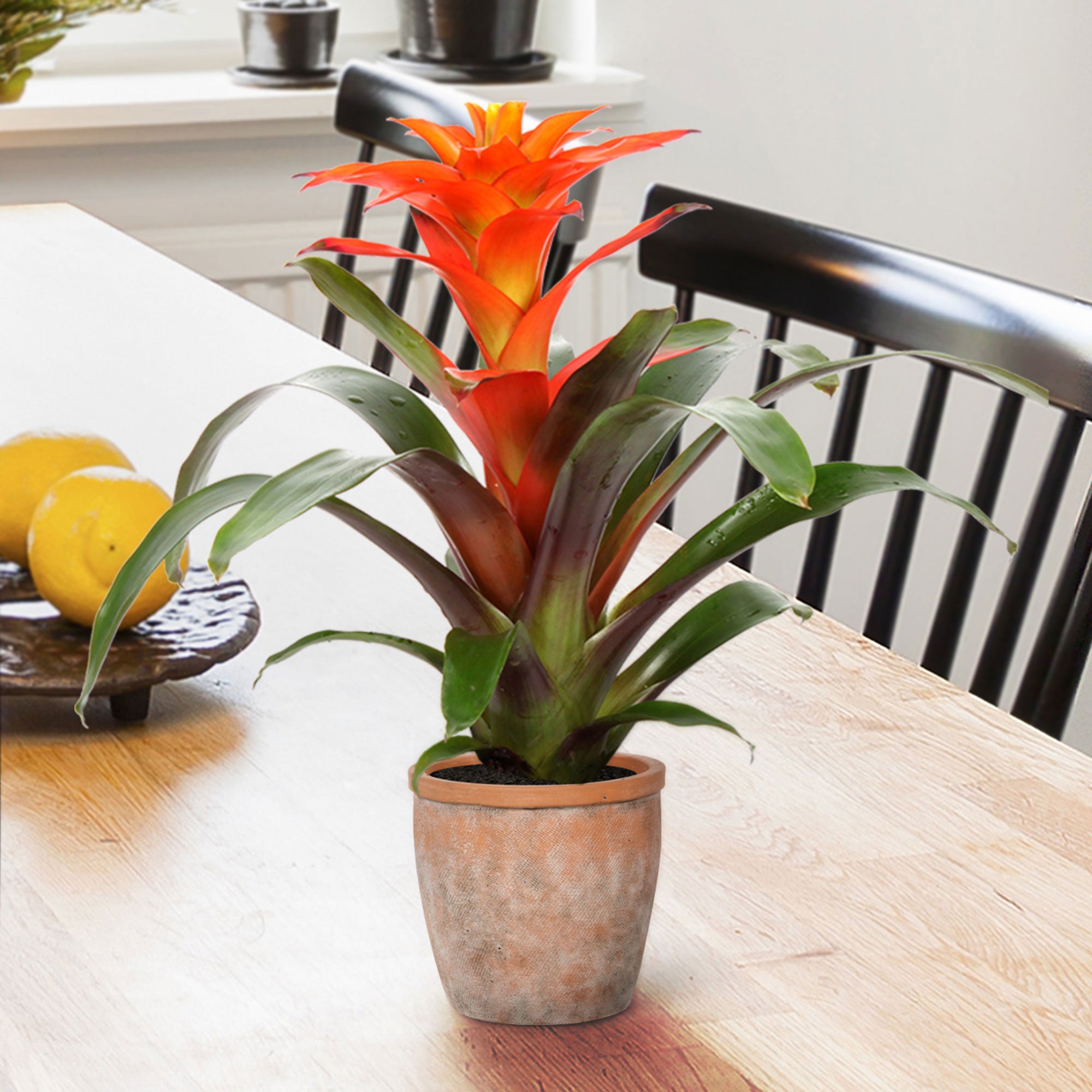 Achetez maintenant une plante d’intérieur 2x Bromélia Guzmania 'Fiero ...