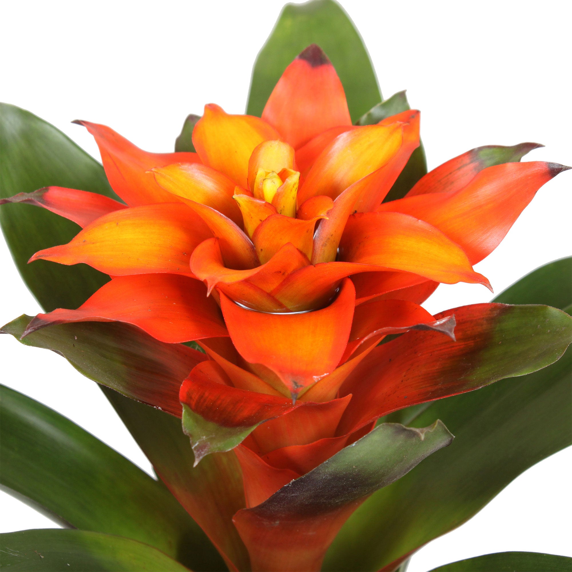 Achetez maintenant une plante d’intérieur 2x Bromélia Guzmania 'Fiero ...