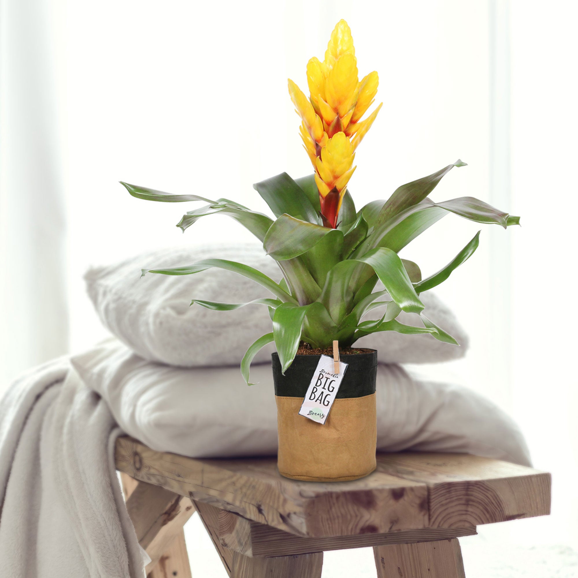 Achetez maintenant une plante d’intérieur 2 Bromélia Vriesea 'Intenso ...