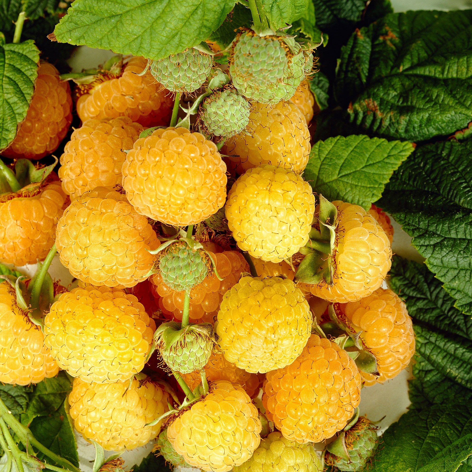 Framboise Rubus 'Twotimer Sugana Yellow' Jaune - Bio acheter | Bakker.com