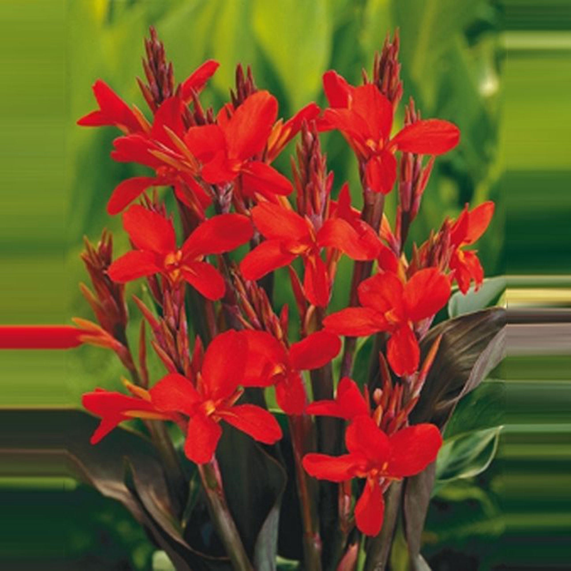 Achetez maintenant une plante aquatique Balisier Canna rouge - Plante ...