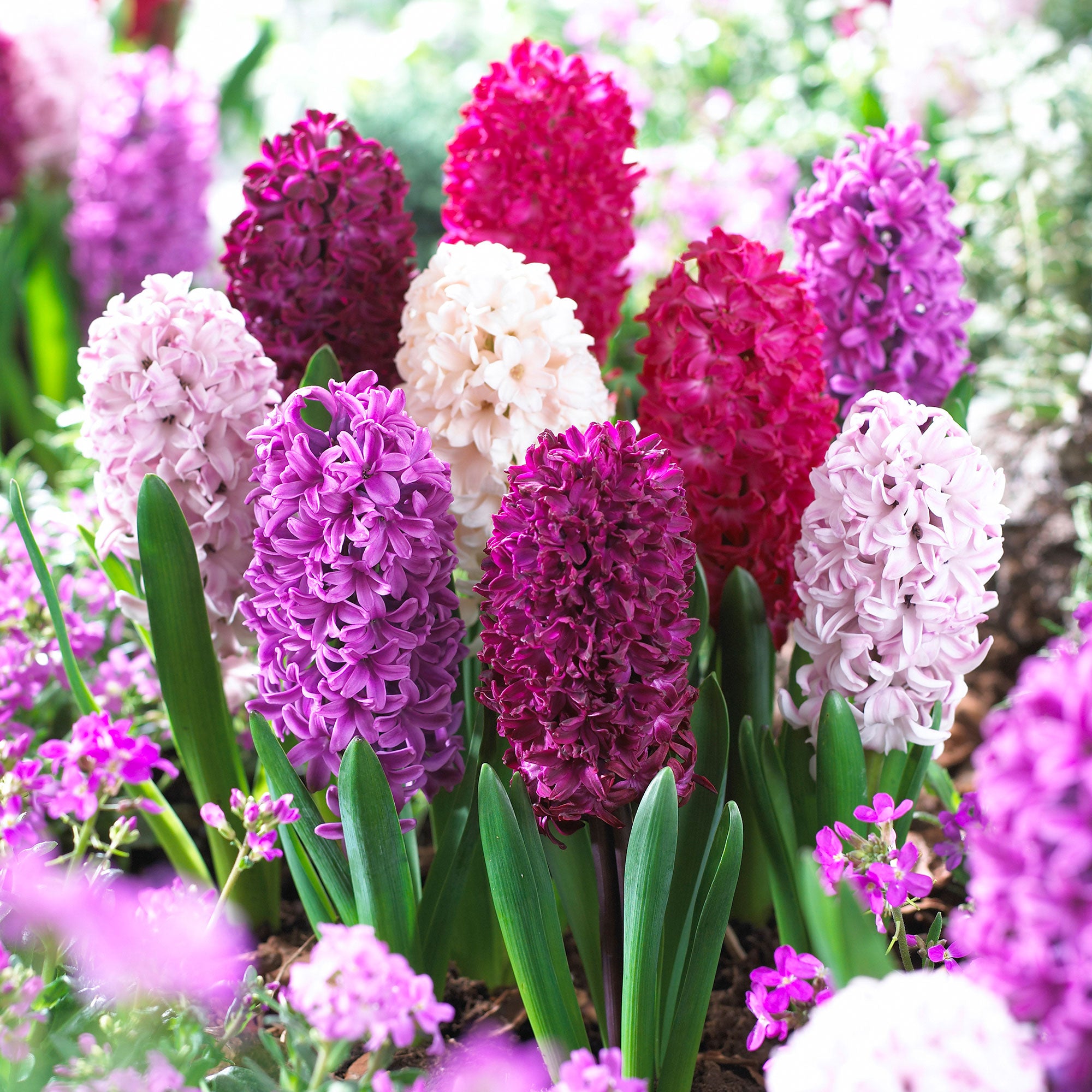 15 Jacinthe 'Velvet' Rouge-Blanc-Rose-Jaune acheter | Bakker.com