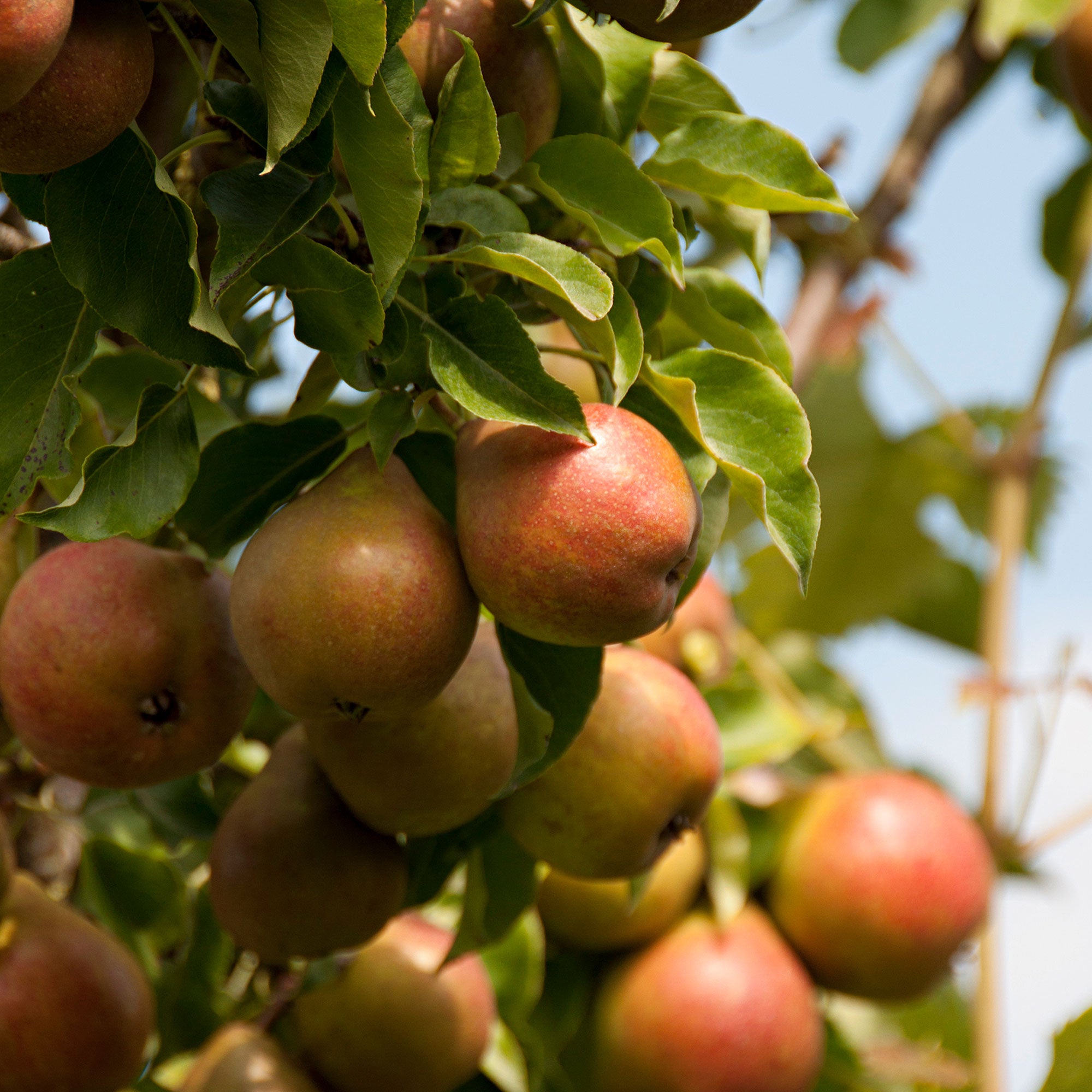 Poirier Pyrus communis 'Gieser Wildeman' Blanc-Vert - Bio acheter ...
