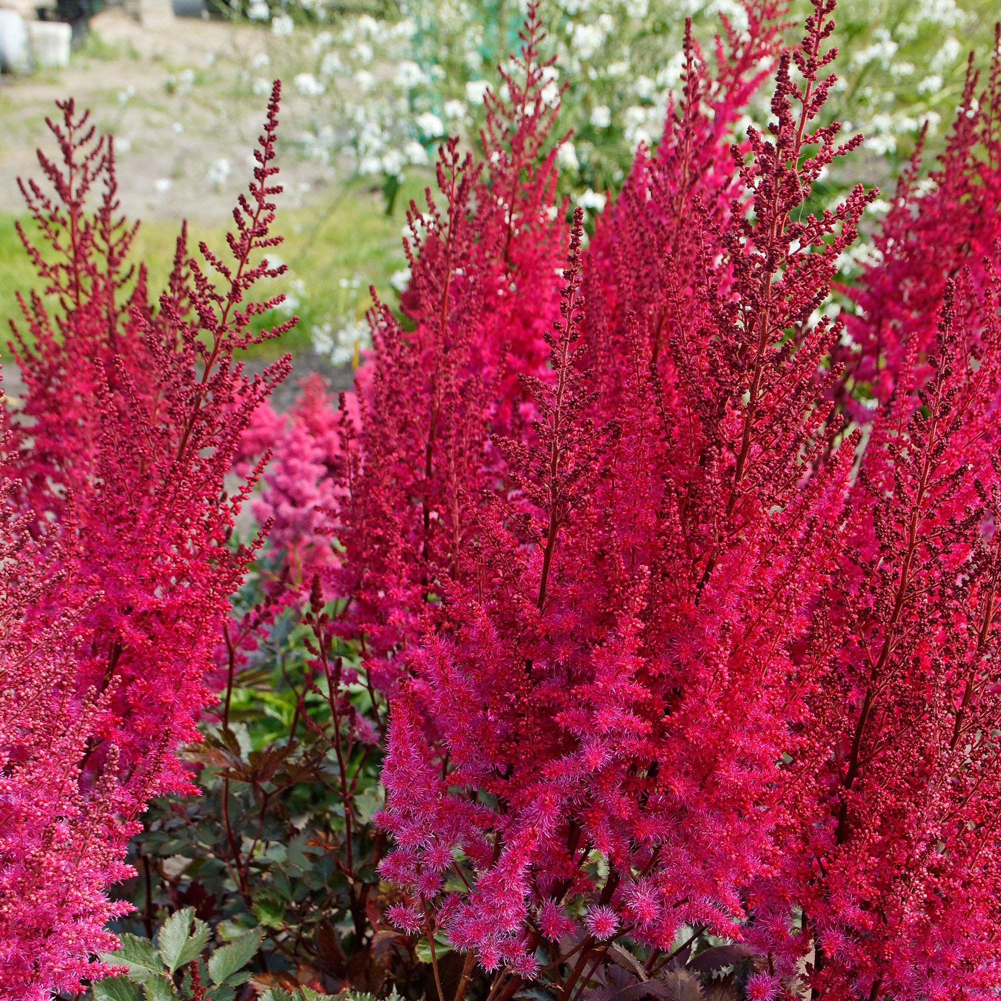 Achetez maintenant une plante vivace 3x Astilbe Astilbe 'Mighty ...