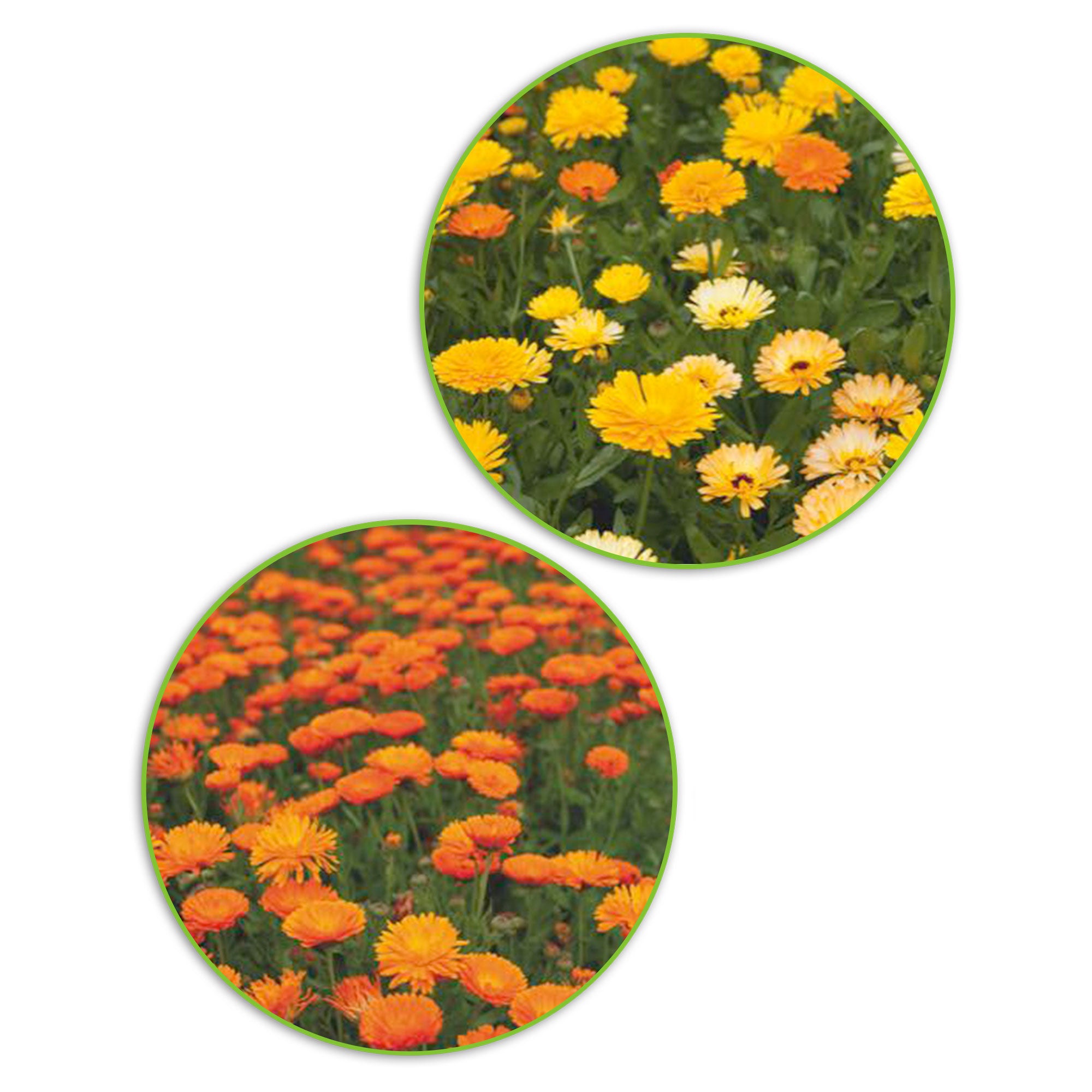 Achetez maintenant des graines de fleurs Paquet de soucis Calendula ...