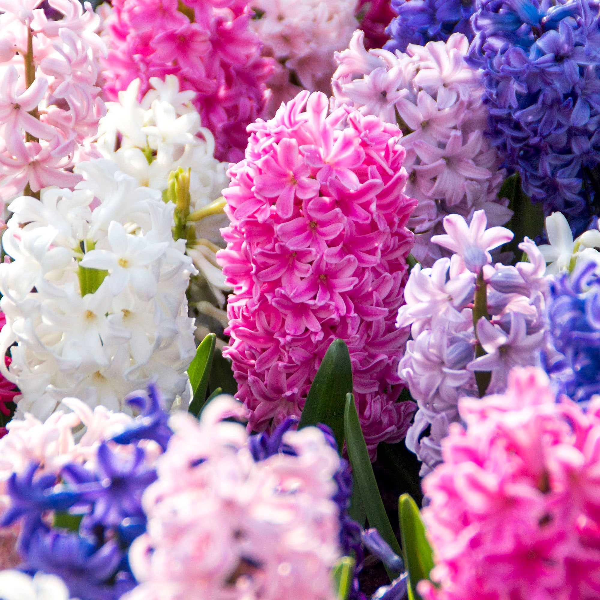 5 Jacinthe 'Colorful Temptation' Mélange de couleurs acheter | Bakker.com