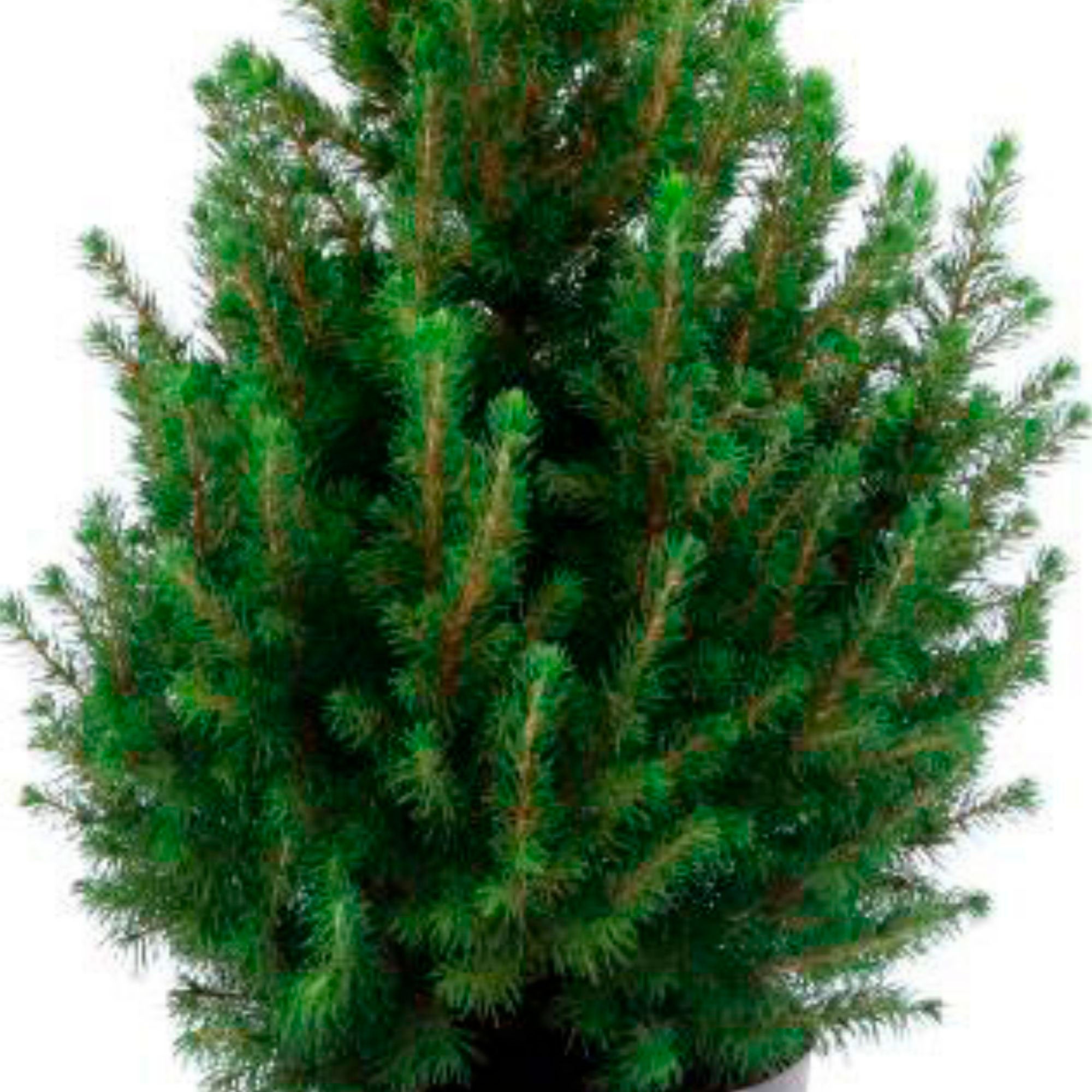 Achetez maintenant un conifère Picea glauca vert avec panier crème ...