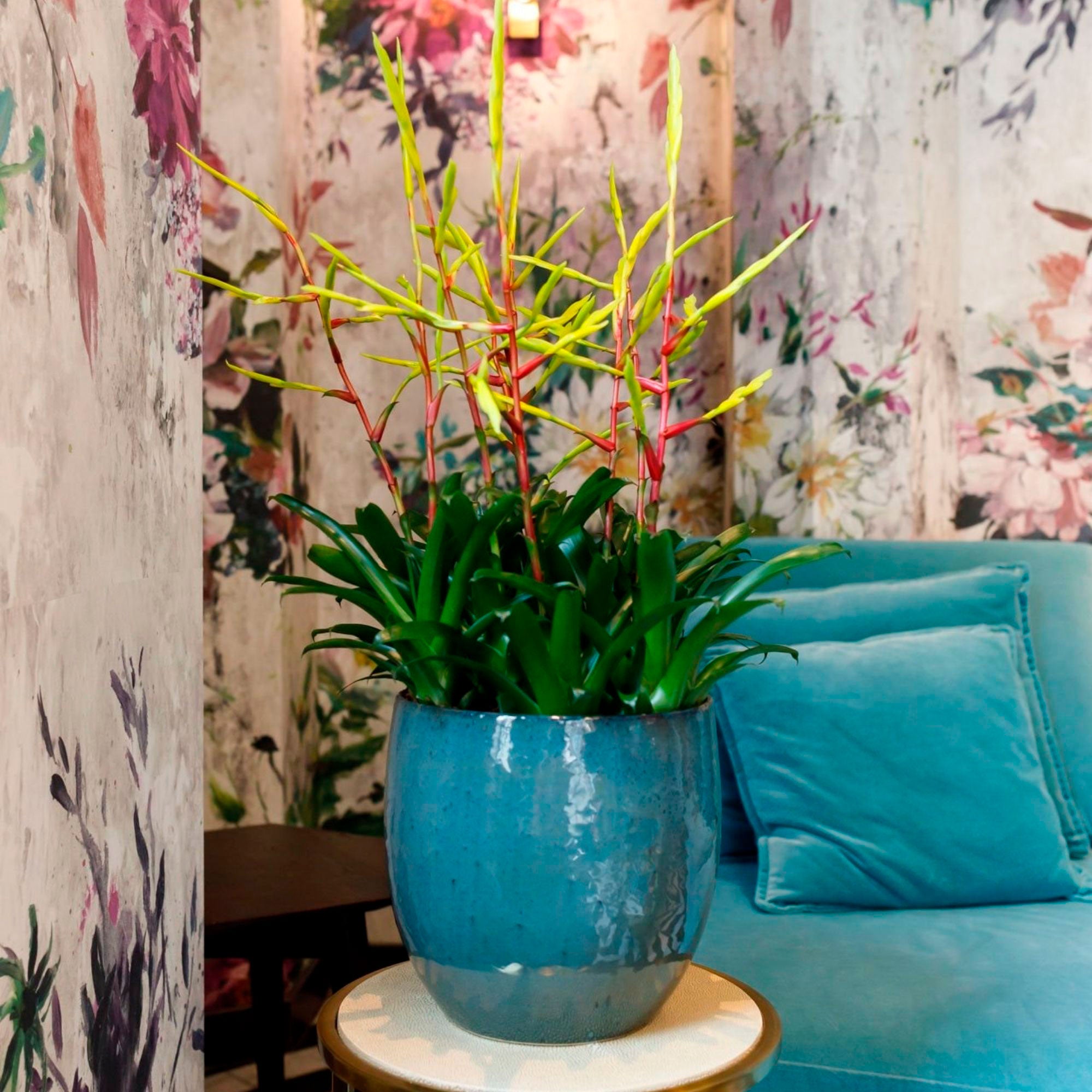 Achetez maintenant une plante d’intérieur Bromélia Vriesea 'Happy ...