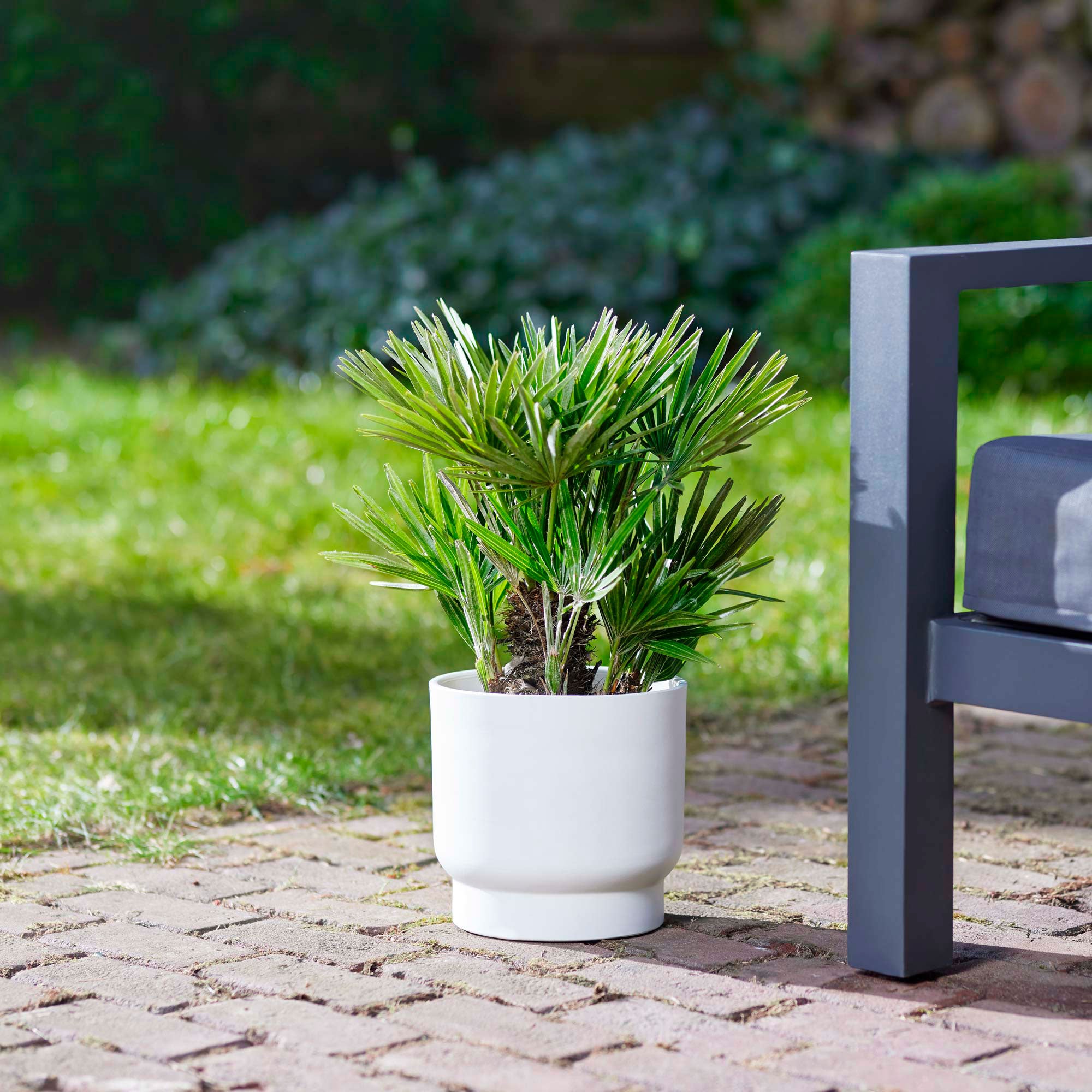 Achetez maintenant une plante en pot Humilis 'Sicilia' Vert | Bakker.com