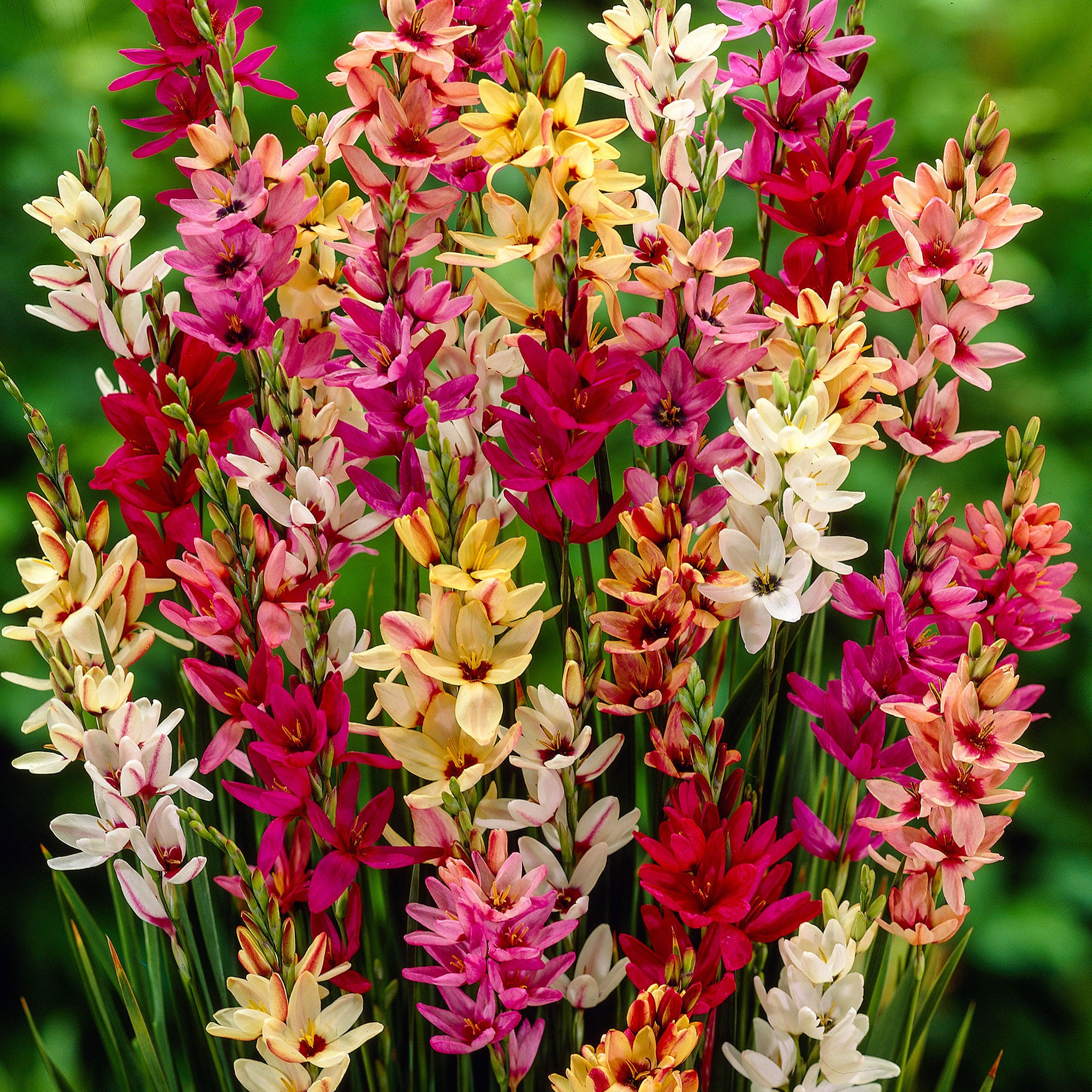 Ixia rouge-rose-blanc acheter | Bakker.com