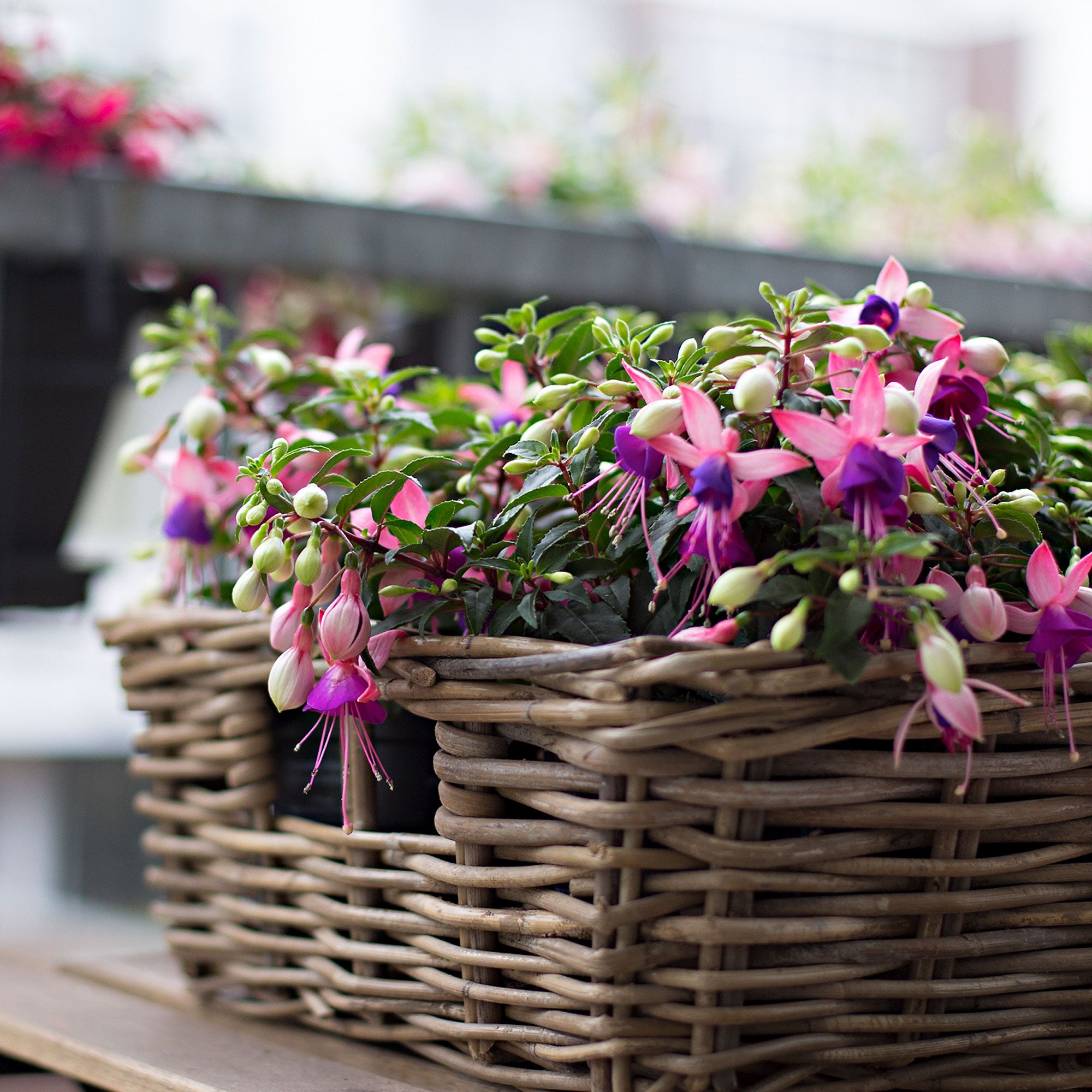 Achetez maintenant une plante annuelle 3x Fuchsia 'Mariska' violet-rose ...