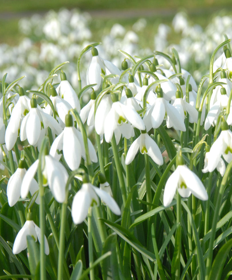 Perce-neige - Paquet XL acheter | Bakker.com